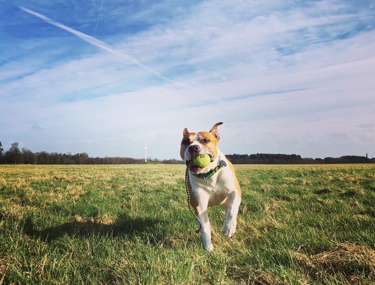 Find It! AND Fetch can live together | AniEd Ireland